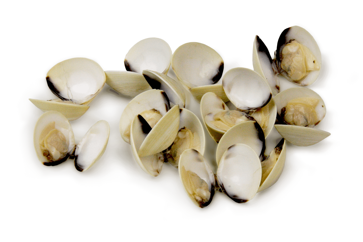 Amêijoa Vietnamita com Casca | Guimarpeixe