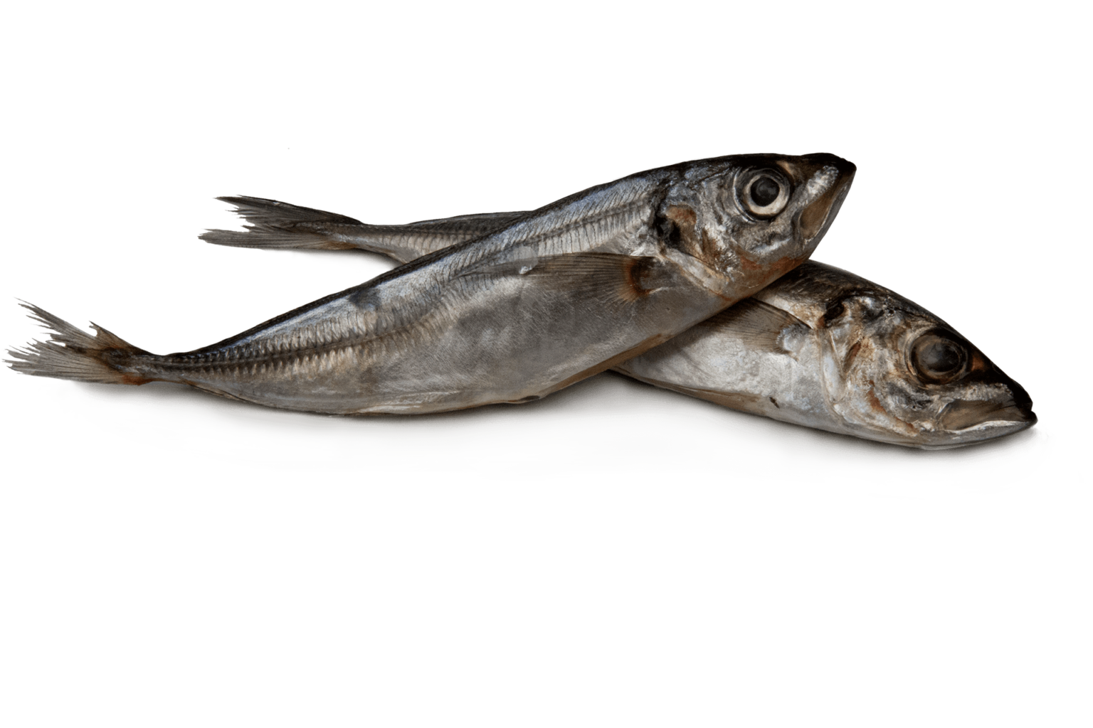 Carapau | Guimarpeixe