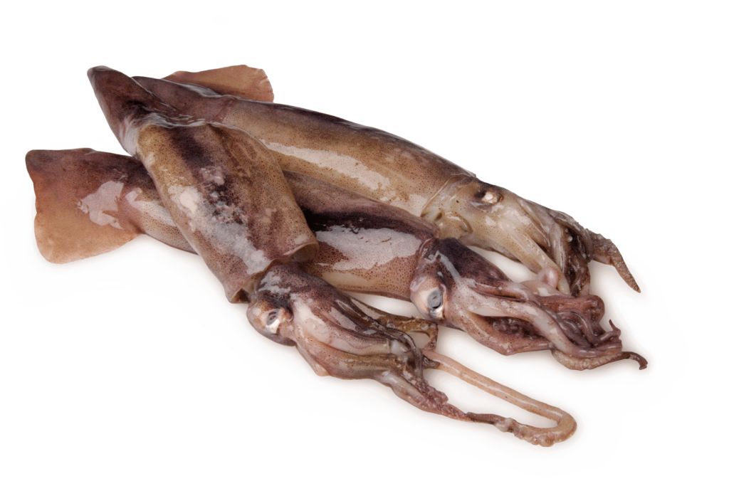 Calamar Entier | Guimarpeixe