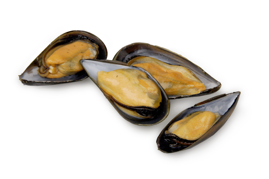 Mexilhão ½ Concha | Guimarpeixe