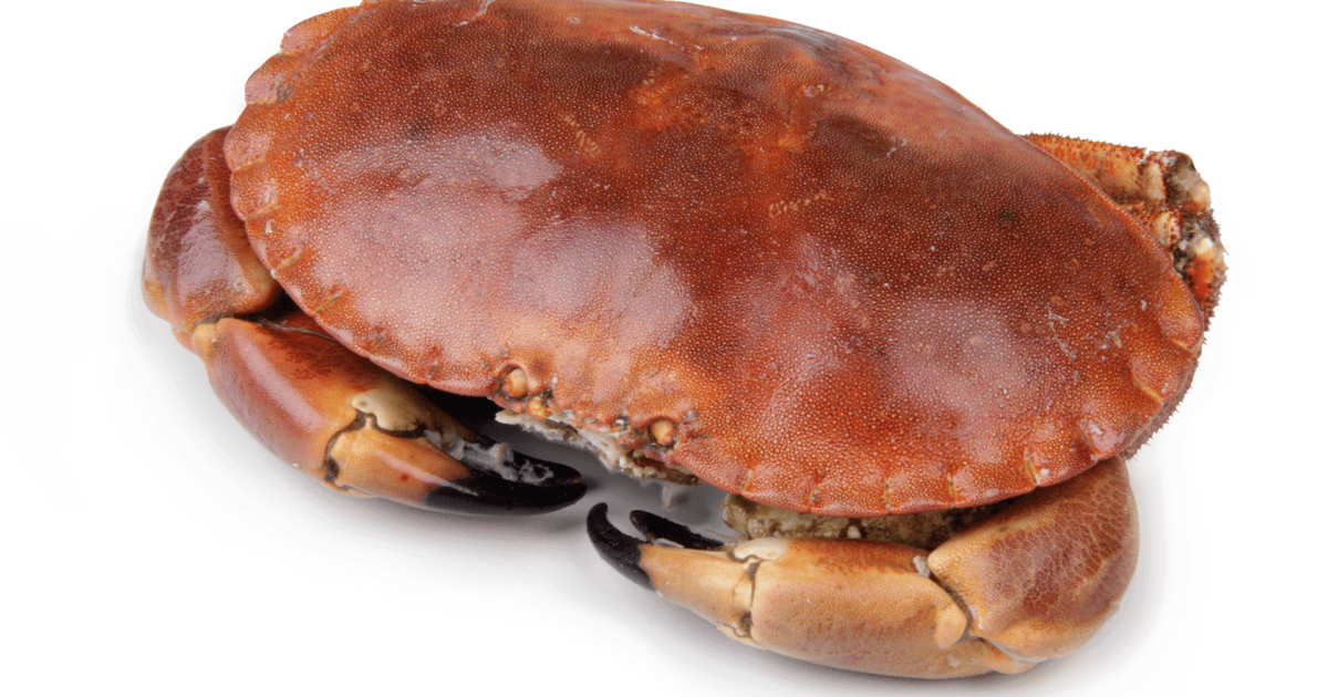 Sapateira | Guimarpeixe