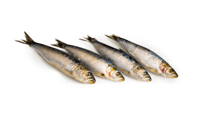 Sardinha | Guimarpeixe