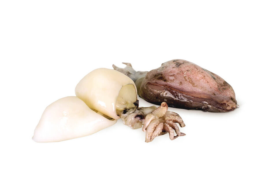 Chocos Limpos e Inteiros | Guimarpeixe